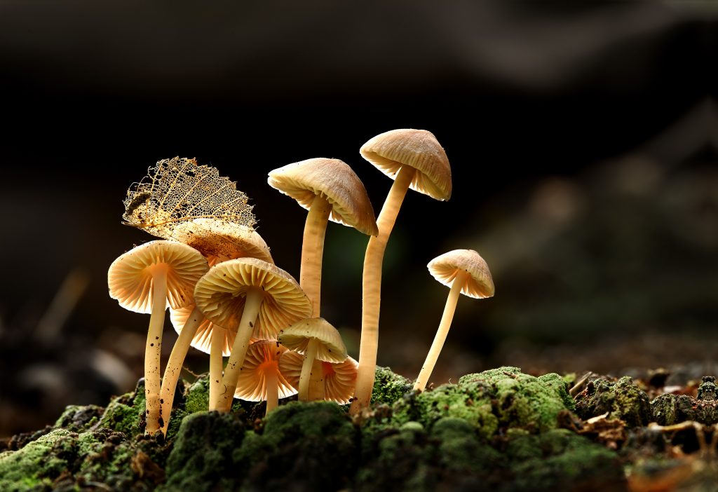 Predavanje Življenje gliv - LIFE Naturaviva