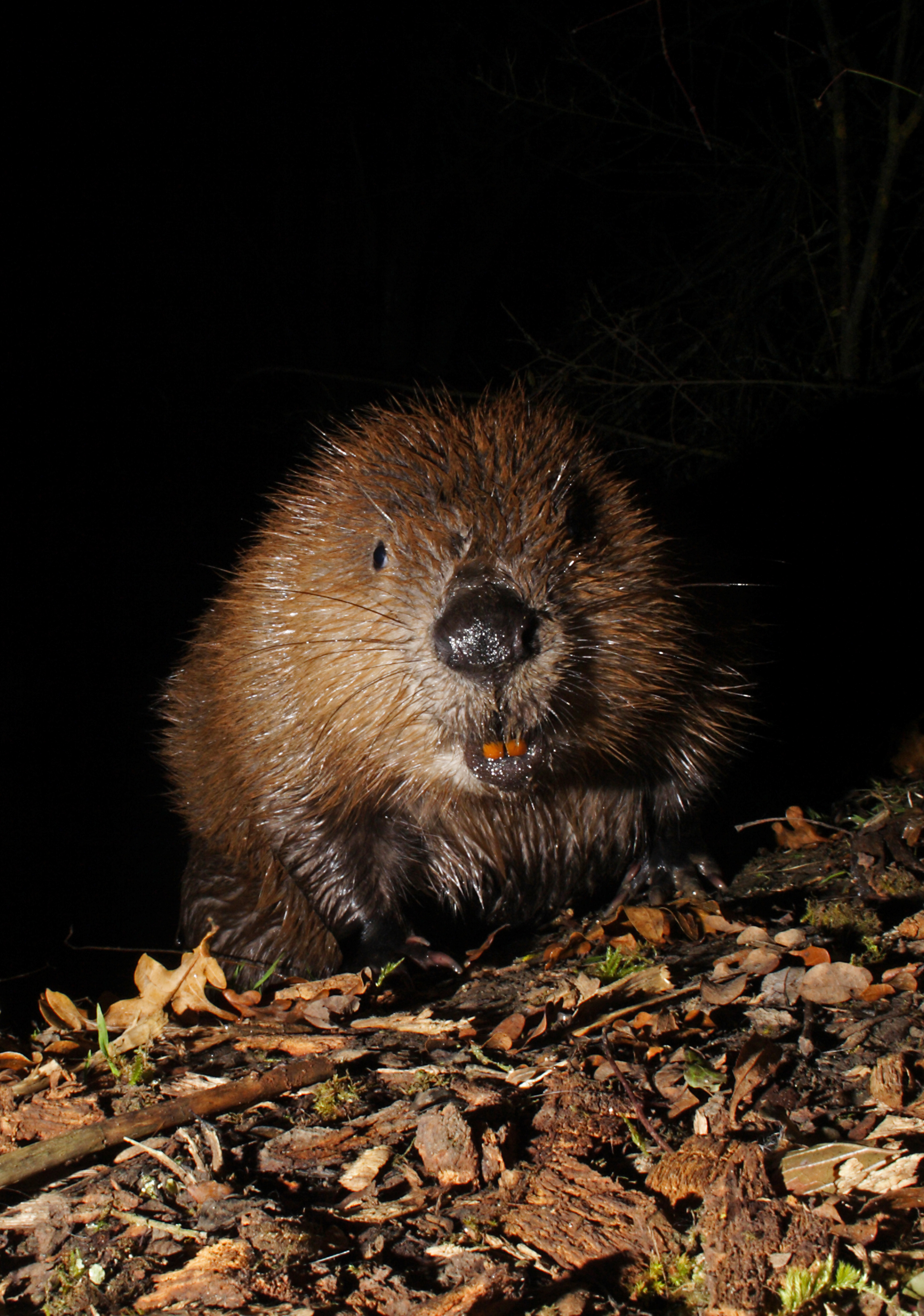 Delavnica o bobru za OŠ Bistrica ob Sotli - LIFE Naturaviva