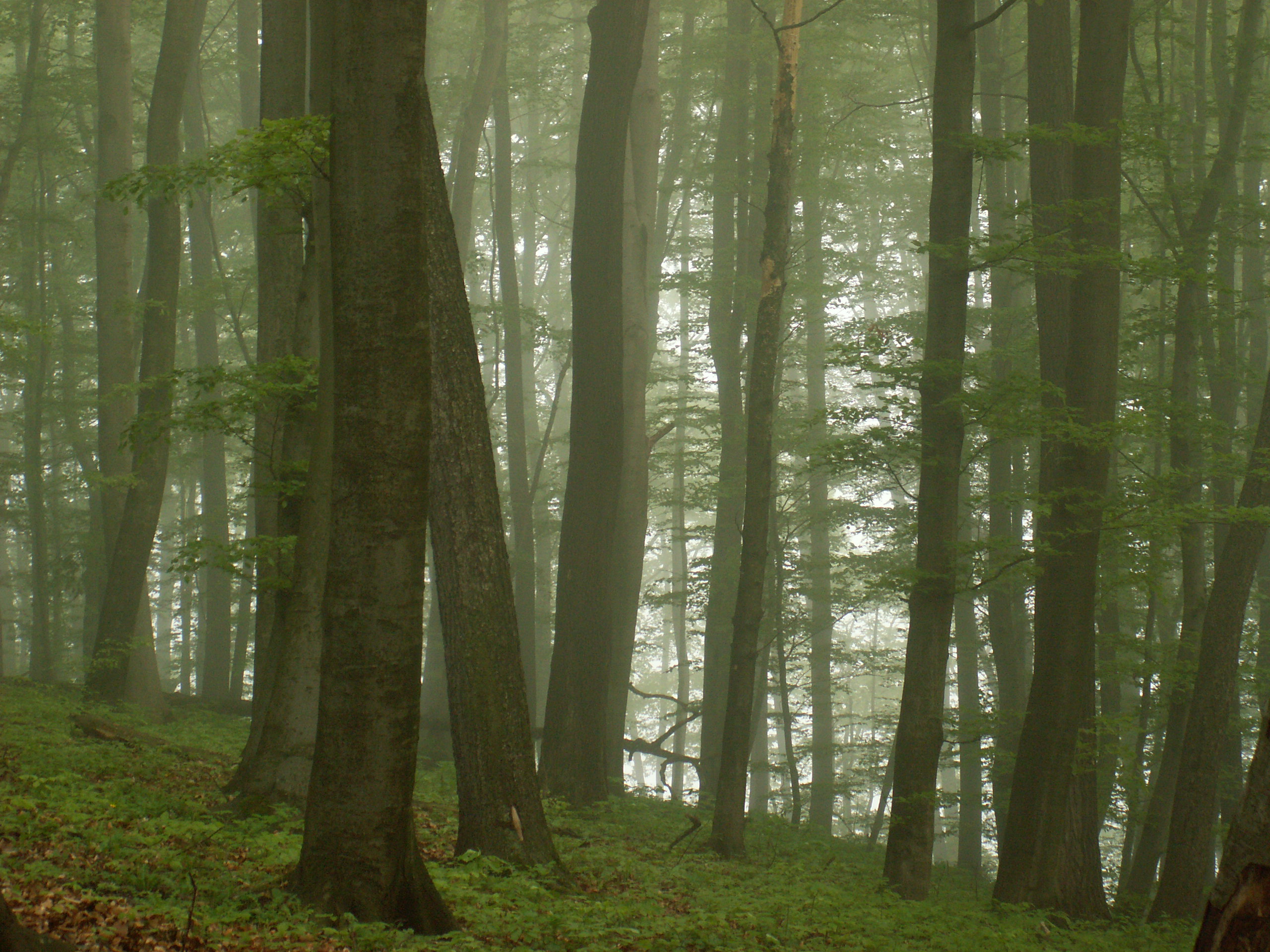 Naravoslovni dan za SŠ za oblikovanje in fotografijo Ljubljana - LIFE ...