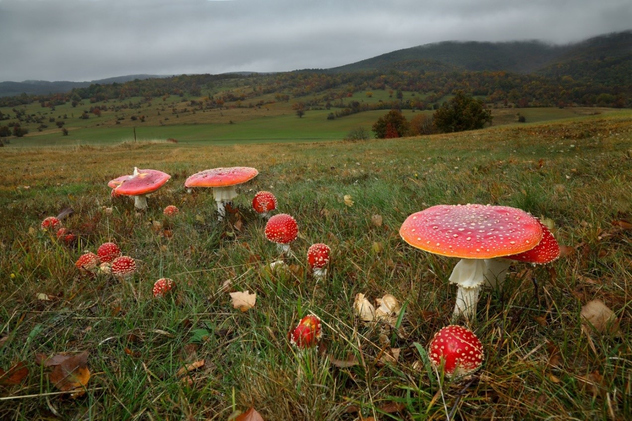 Strupene gobe - LIFE Naturaviva