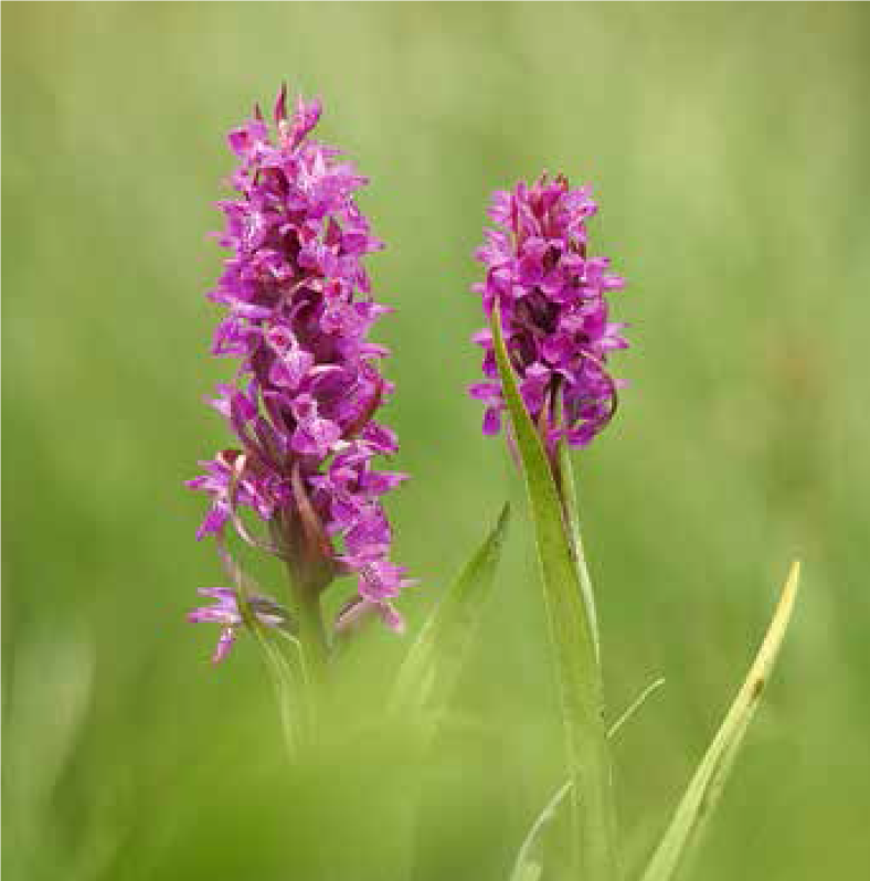 Orhideje - LIFE Naturaviva