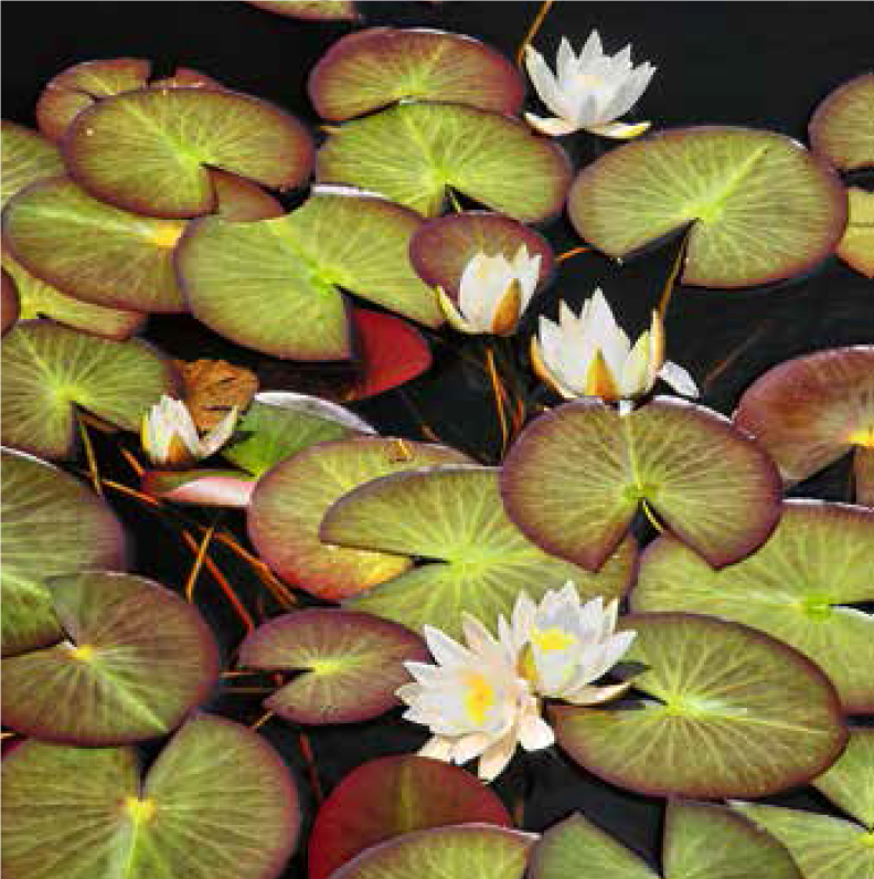 Lokvanji - LIFE Naturaviva