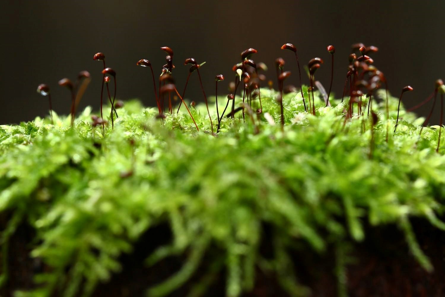 Mahovi - LIFE Naturaviva