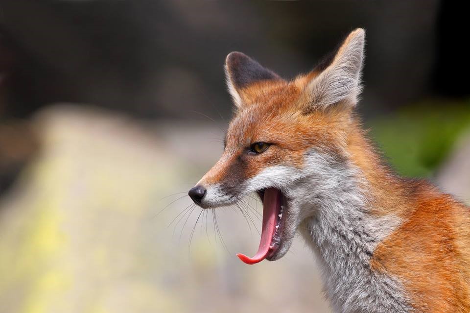 Lisica - LIFE Naturaviva