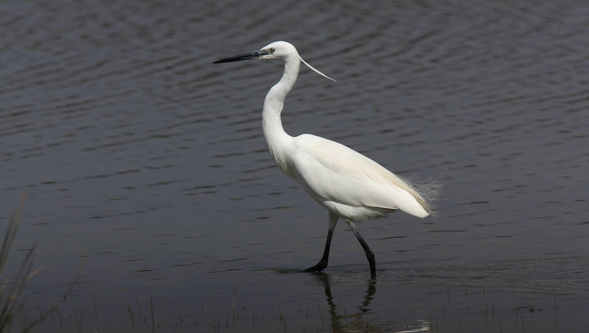 Ptice selivke - LIFE Naturaviva