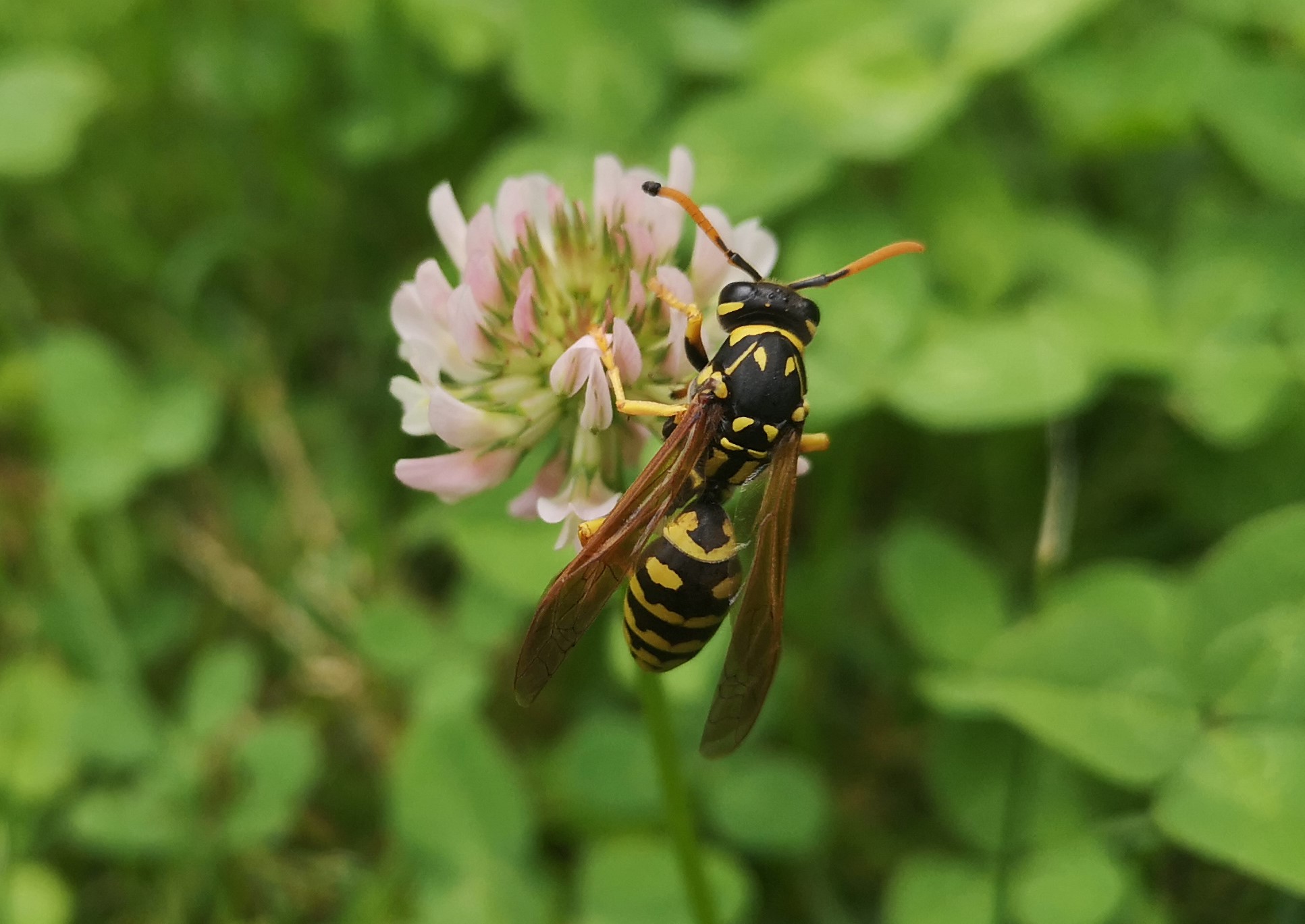 Pazi osa! - LIFE Naturaviva
