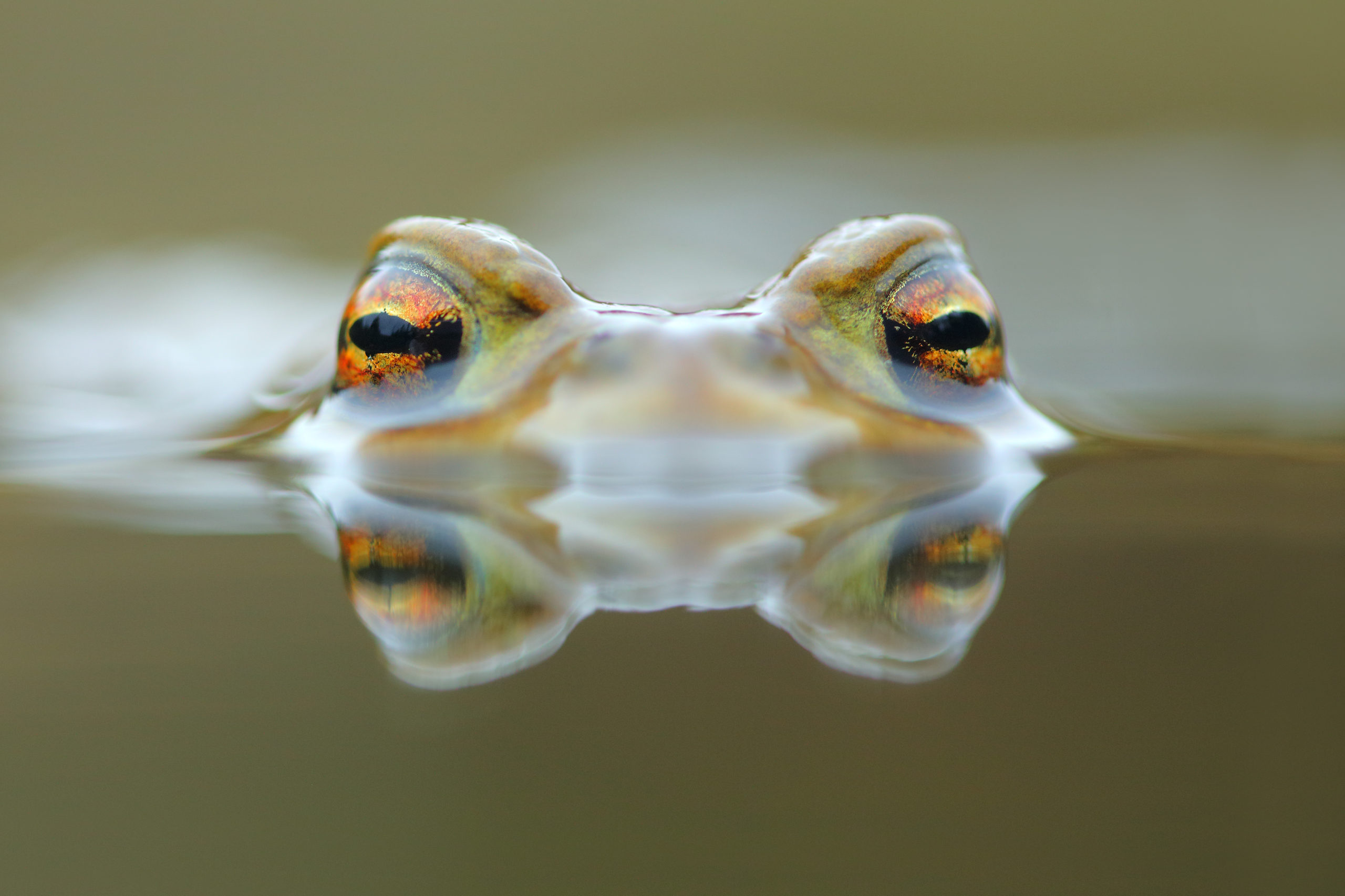 Oddaje o naravi in biodiverziteti - LIFE Naturaviva