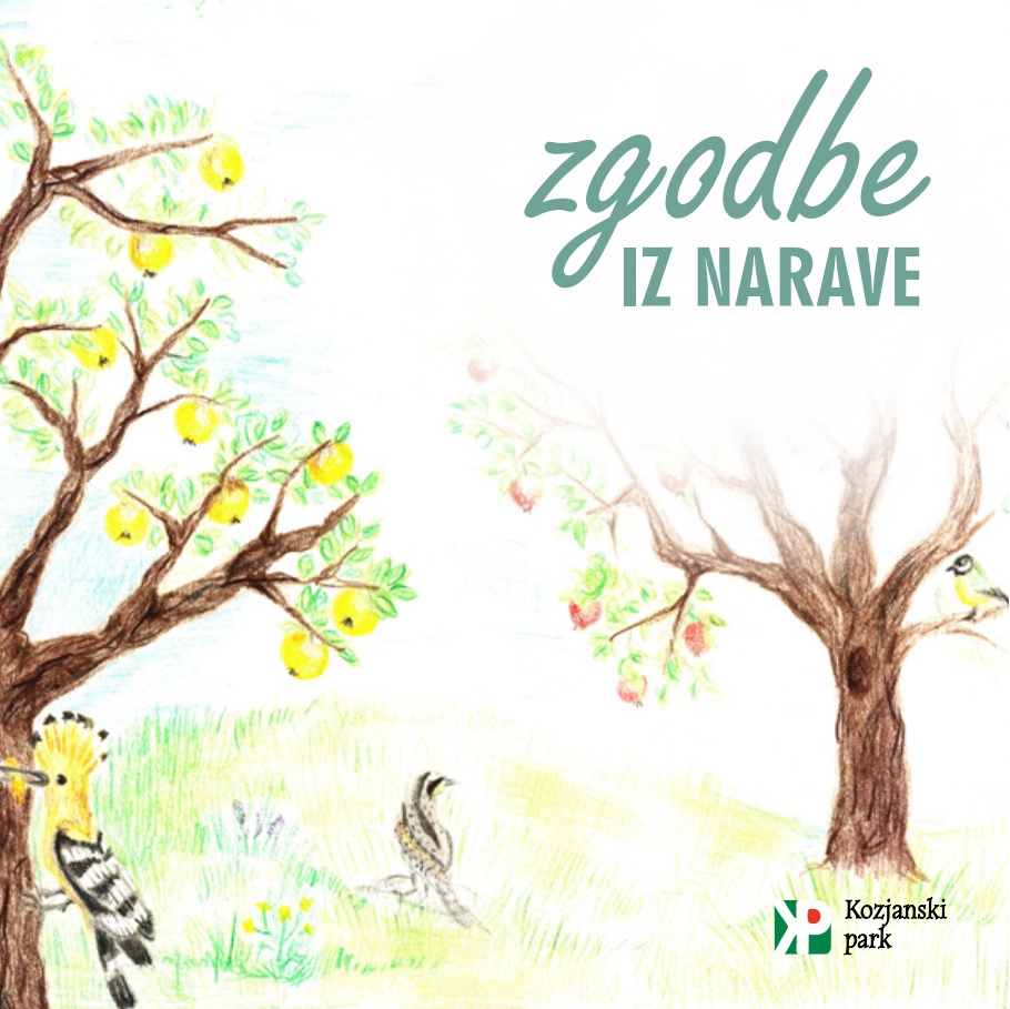 Razstava Zgodbe iz narave na gradu Podsreda - LIFE Naturaviva
