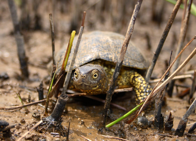 Plazeči prebivalci naše okolice - LIFE Naturaviva