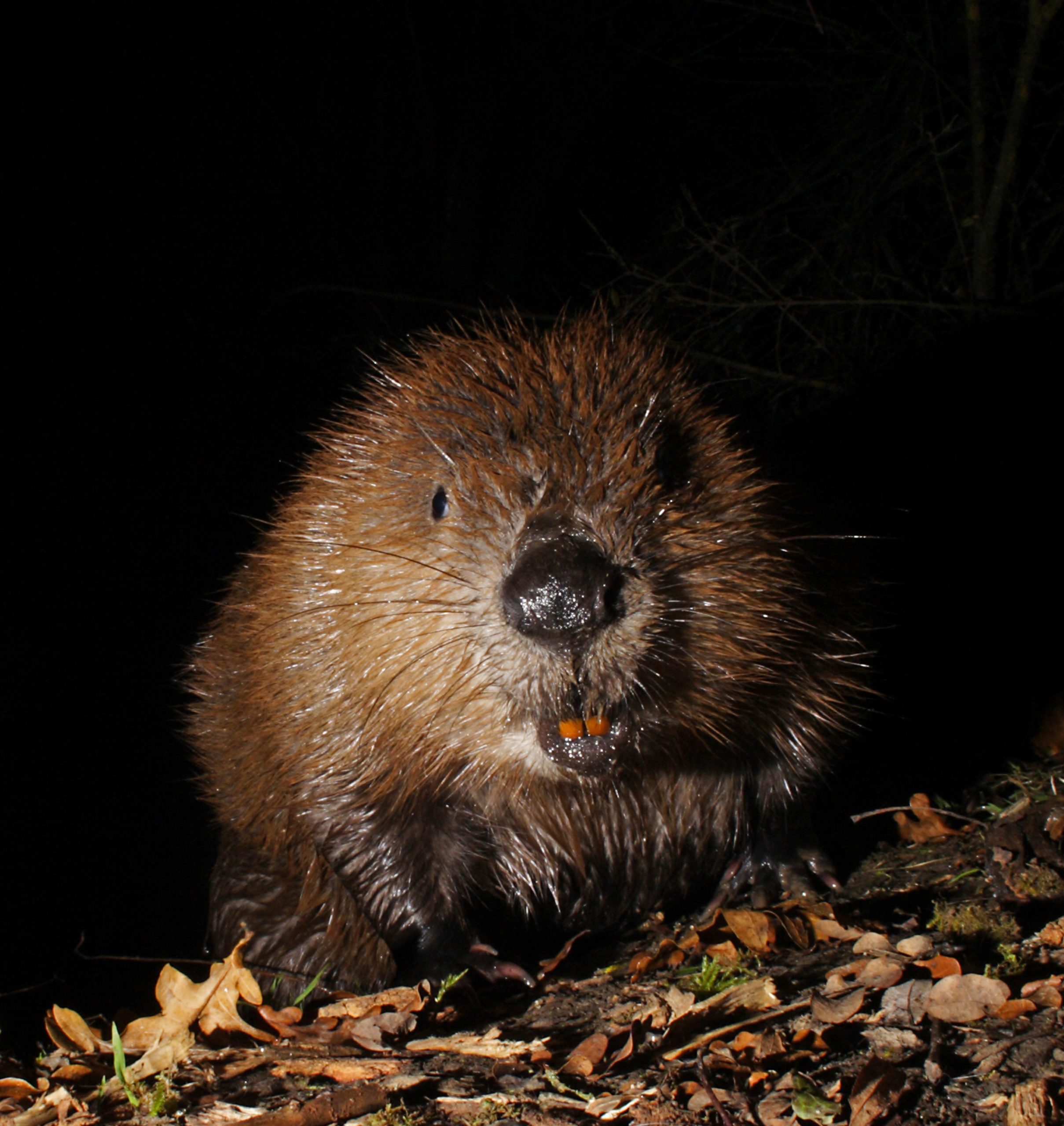 7. april - Mednarodni dan bobra - LIFE Naturaviva