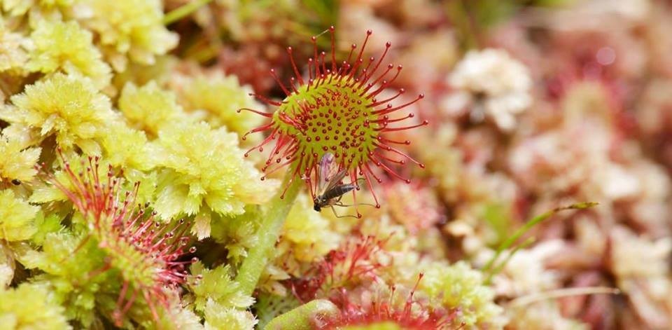 Ekosistemi Archives - LIFE Naturaviva